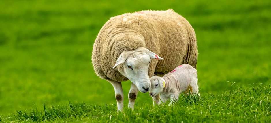 Breeding ewe lambs | Farming Connect